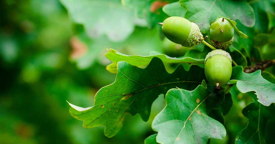 Green Tourism Gold Member - Acorn Tourism