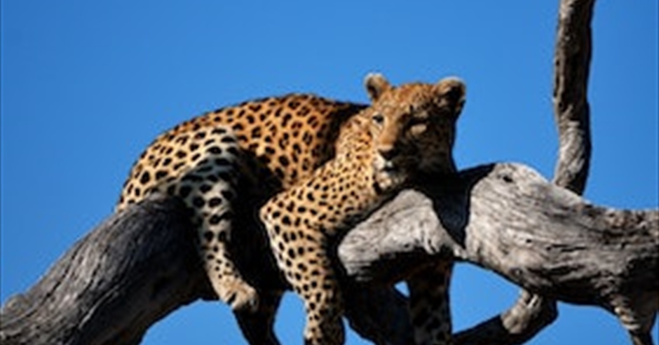 Sustainable Wildlife Tourism - Top Tips for creating unique trips ...