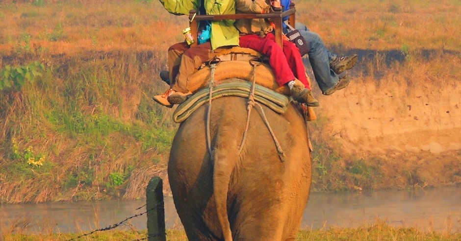 Working to Improve the Welfare of Animals in Tourism - Acorn Tourism