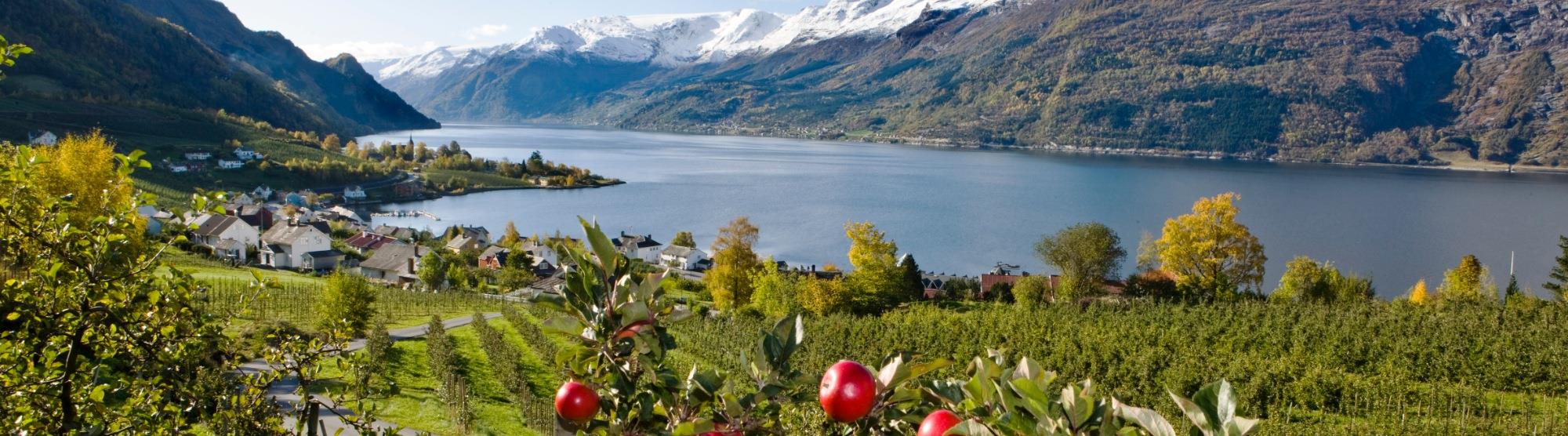 Norske epler - Derfor er epler fra Hardanger så gode! - visitBergen.com