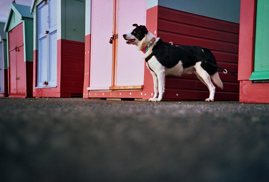 Dog-Friendly Hotels in Brighton