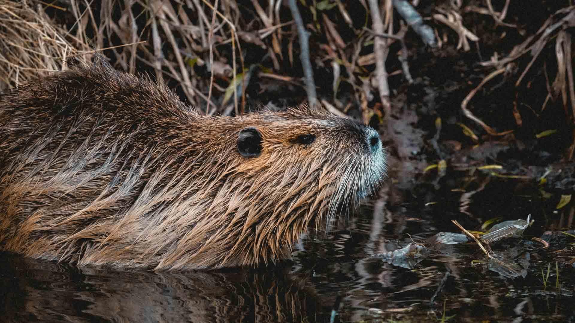 Welcoming Back Beavers - Visit Brighton
