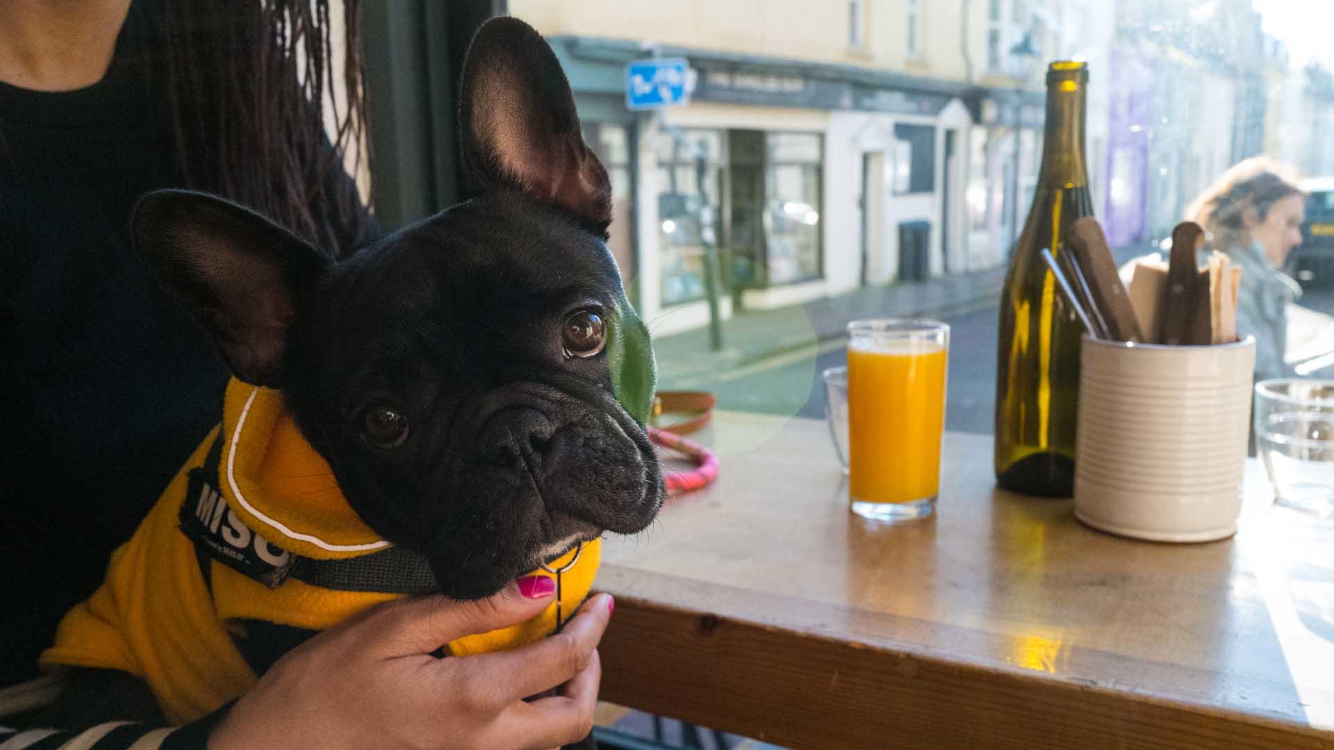 Dog Friendly - Visit Brighton