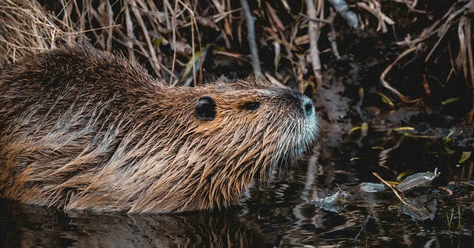 Welcoming Back Beavers - Visit Brighton