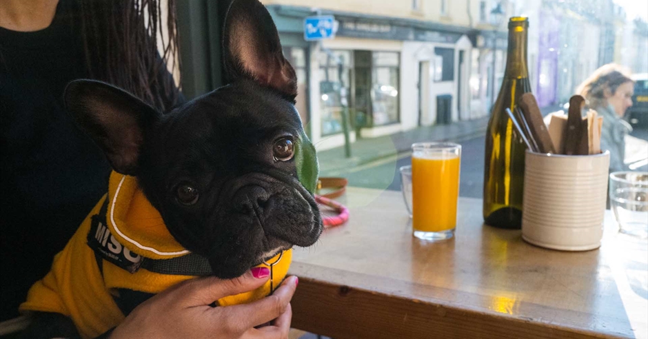 Dog Friendly - Visit Brighton