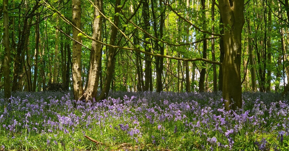 Stanmer Park - Visit Brighton