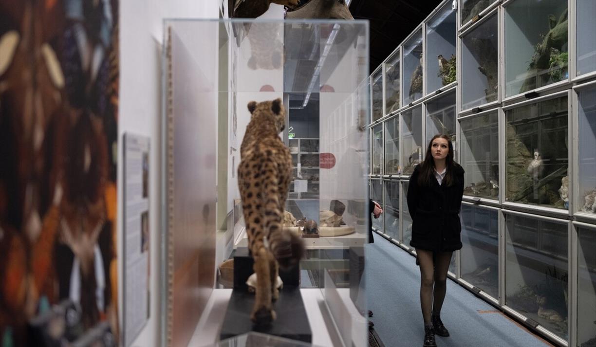 Booth Museum of Natural History - Visit Brighton