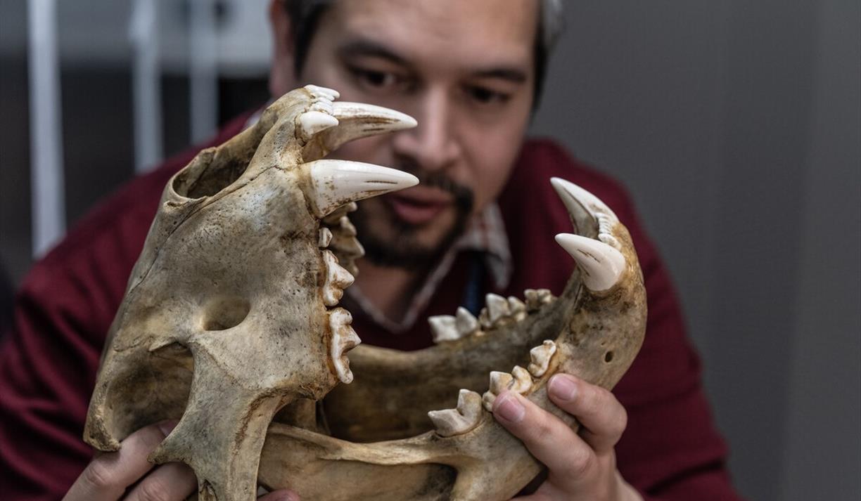 Booth Museum of Natural History - Visit Brighton