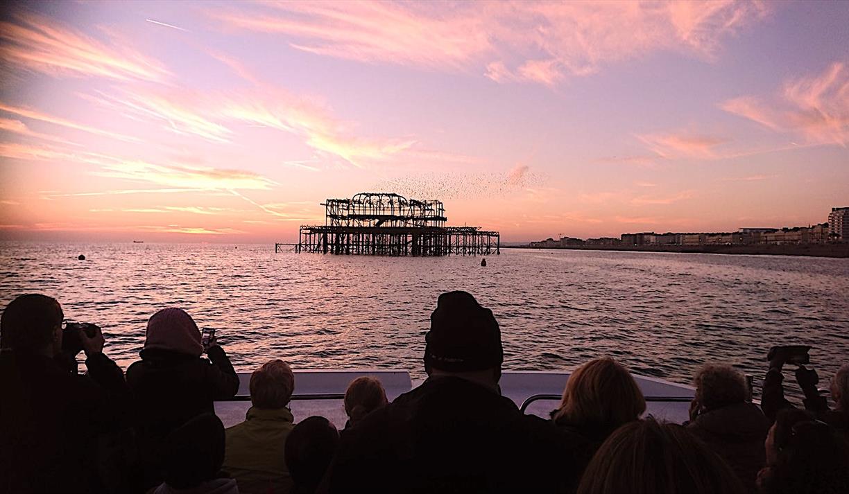 Sussex Dolphin Project - Visit Brighton