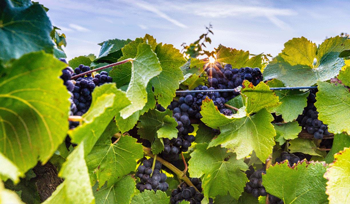 Bolney Wine Estate - Visit Brighton