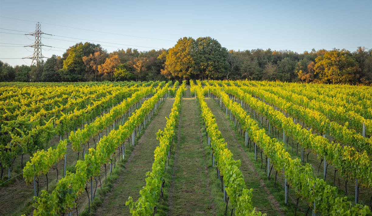 Bolney Wine Estate - Visit Brighton