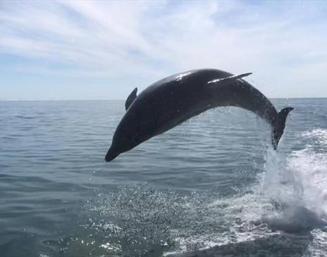 Things to Do in Brighton - VisitBrighton.com