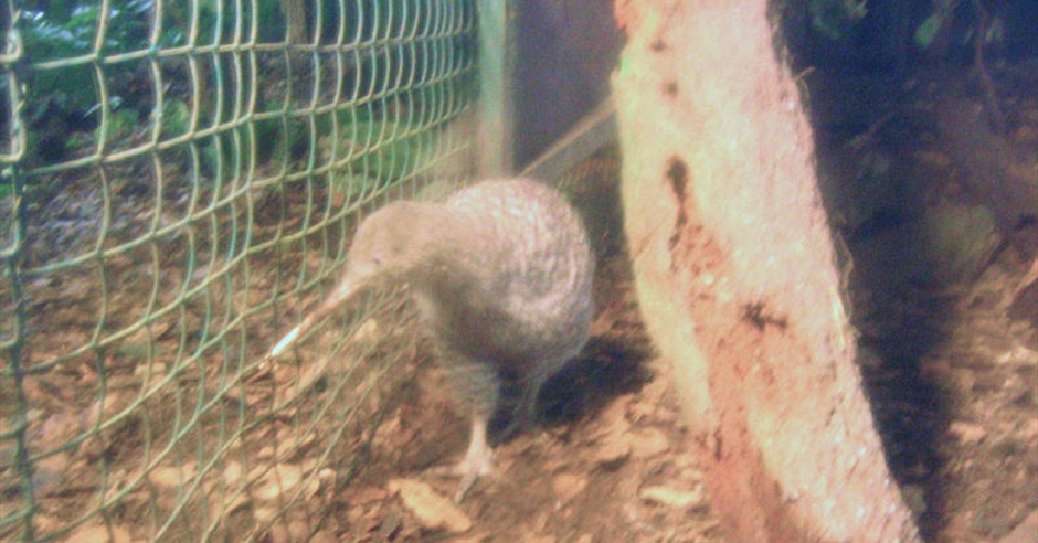 Strange Bird Discovered on Rathlin Island - Causeway Coast & Glens