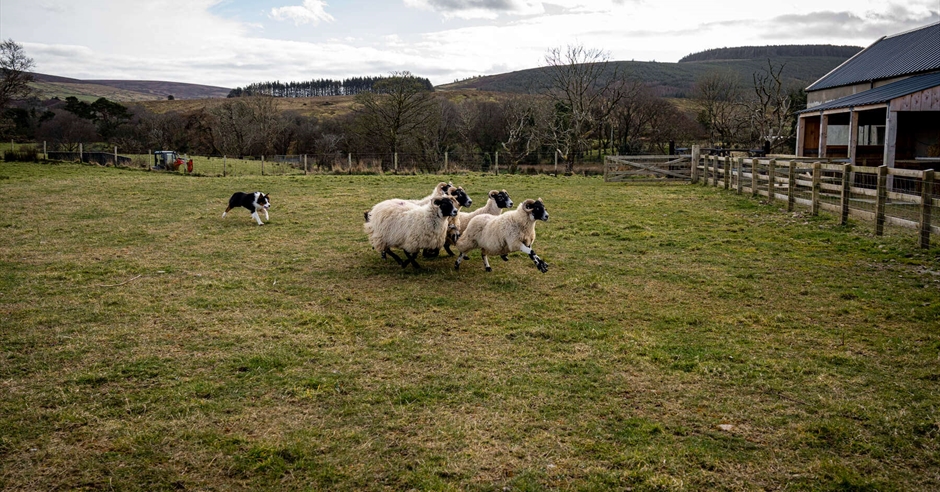Dunfin Farm Sheep Experience - Ballycastle - Causeway Coast & Glens