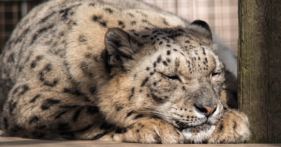 Welsh Mountain Zoo - National Zoo of Wales - Visit Conwy