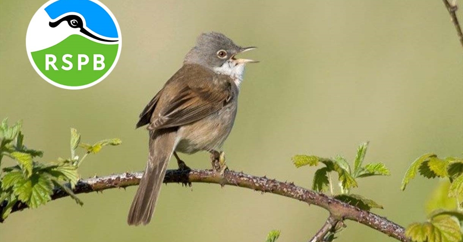 Guided Wildlife Walk at RSPB Conwy - Visit Conwy