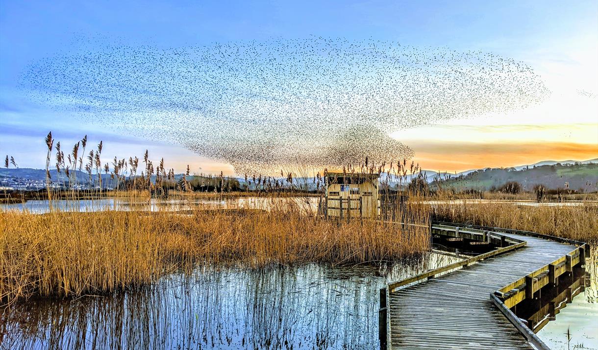 Conwy RSPB Nature Reserve - Visit Conwy