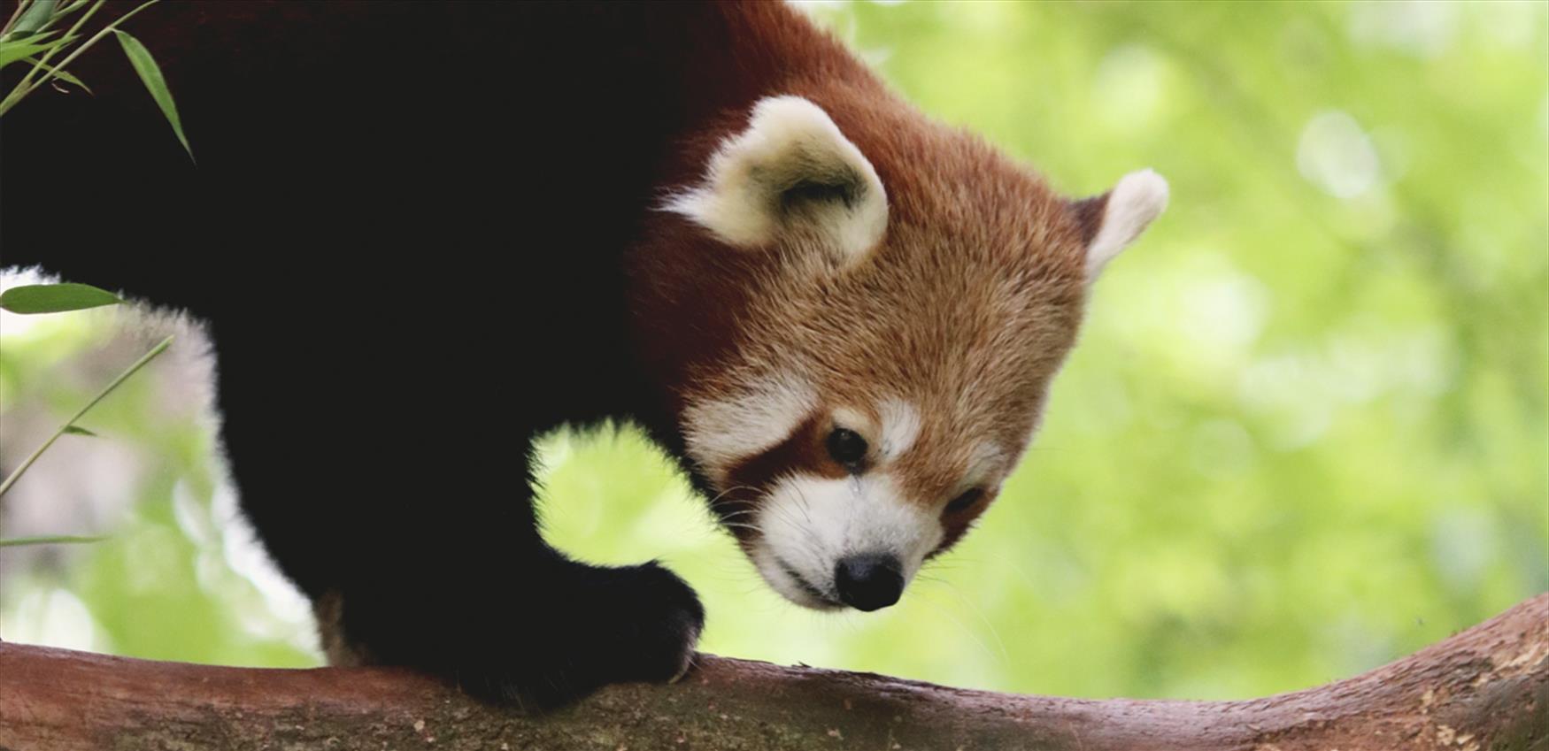 Animals & Aquariums - Visit Devon