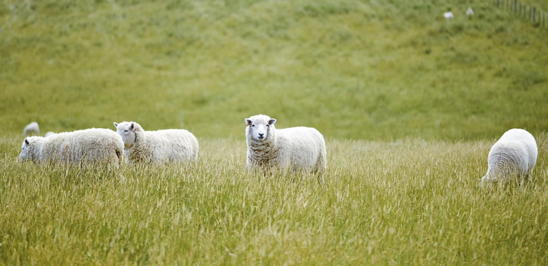 Devon farm stays and holidays: Official Devon Guide | Visit Devon