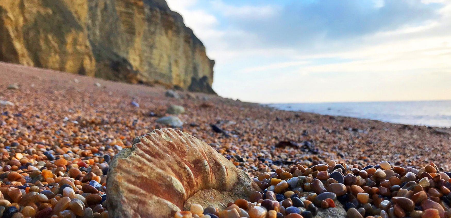 Things To Do on the Jurassic Coast - Visit Dorset