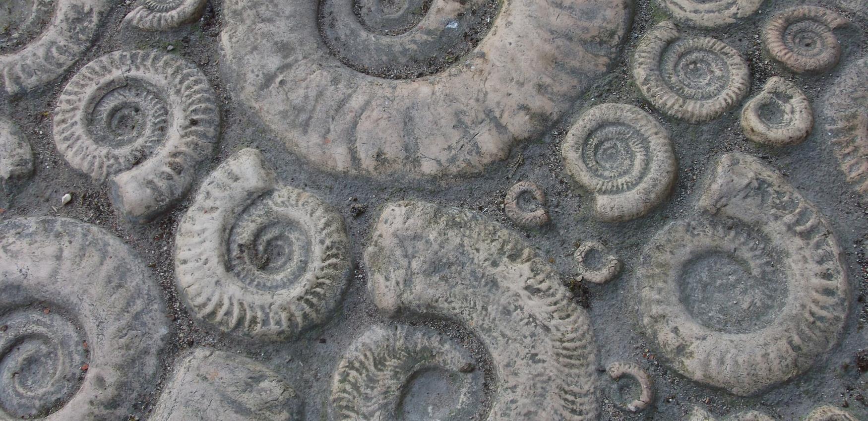 Things To Do in Lyme Regis - Visit Dorset