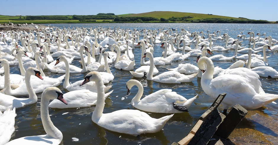 Abbotsbury Swannery - Visit Dorset