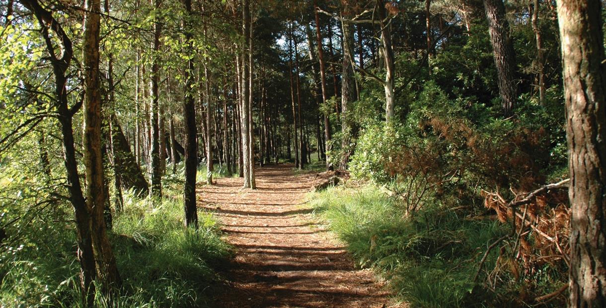 Wareham Forest Tourist Park - WAREHAM - Visit Dorset