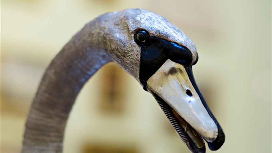 Five mysteries behind the majestic Silver Swan - This is Durham