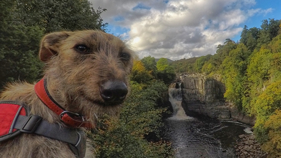 Dogs in Durham - This is Durham