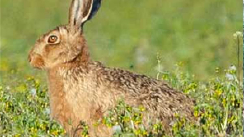 The Easington Hare - This is Durham