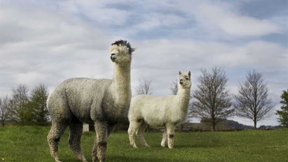 Alpaca Trekking with Teesdale Alpacas - This is Durham