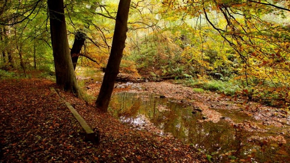 Castle Eden Dene National Nature Reserve - This is Durham