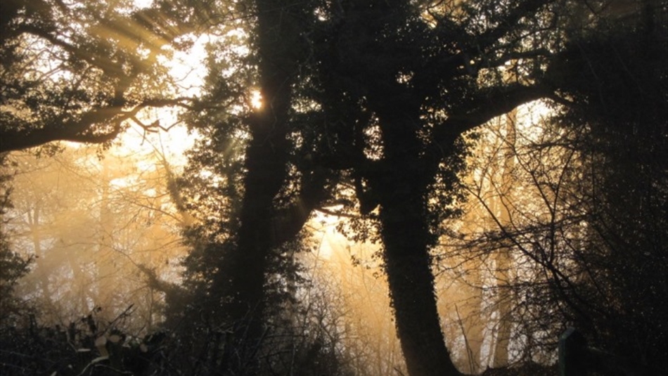 Castle Eden Dene National Nature Reserve - This is Durham