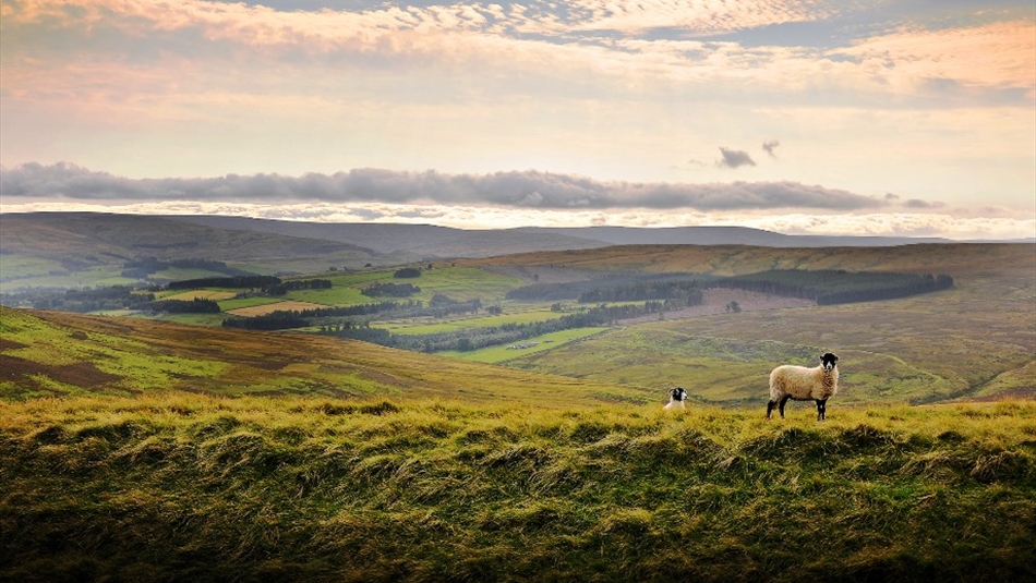 Countryside Service Durham County Council - This is Durham
