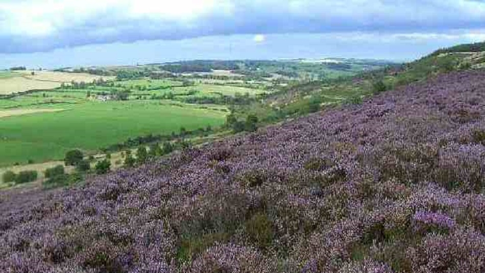 Hedleyhope Fell Nature Reserve - This is Durham