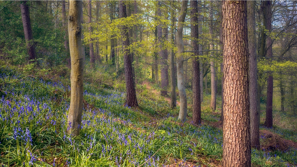 Castle Eden Dene National Nature Reserve - This is Durham