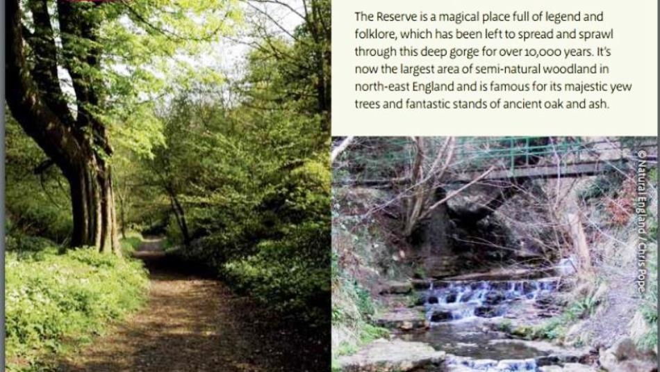 Castle Eden Dene - The Yew Tree Walk - This is Durham