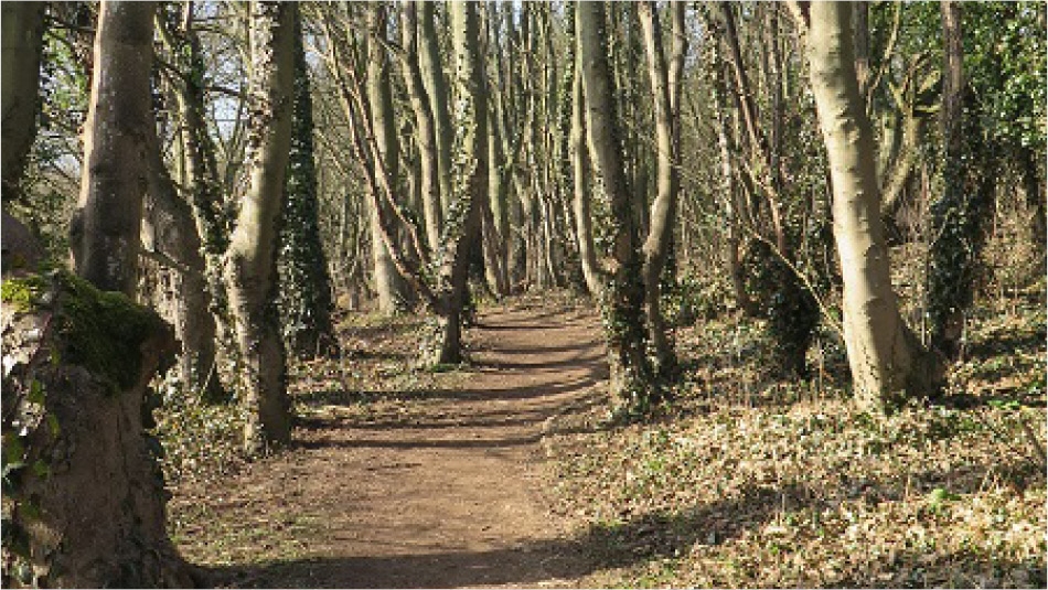 Hawthorn Dene Nature Reserve - This is Durham