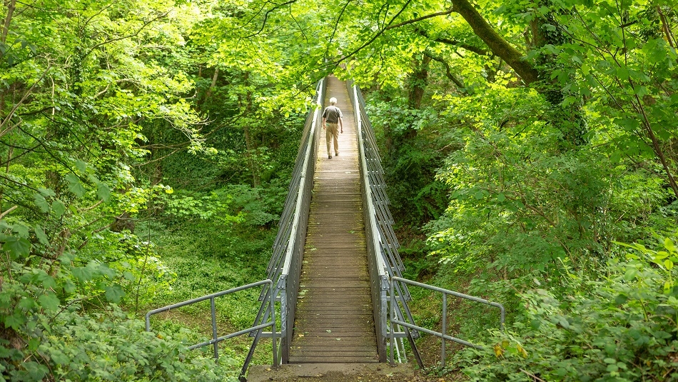 Pelaw Wood Nature Reserve - This is Durham