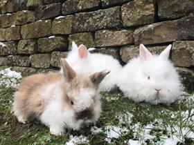 Hall Hill Farm - This is Durham