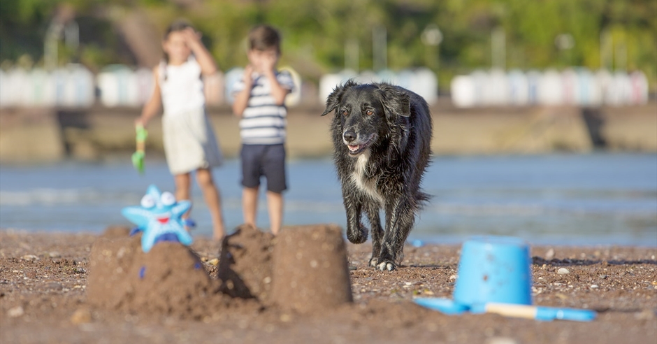 Enjoy a Dog Friendly Holiday in beautiful South Devon - English Riviera