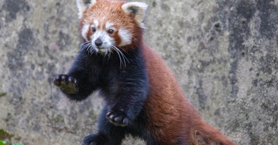 Paignton Zoo - Zoo in Paignton, Paignton - English Riviera