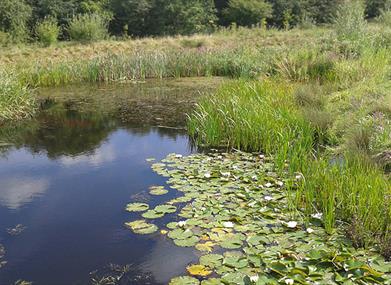 Roding Valley Meadows - Wildlife Centres & Nature Reserves in Chigwell ...