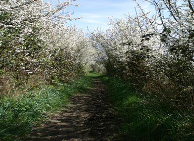 The Essex Way - Waymarked Trail in Epping Forest District, Epping ...