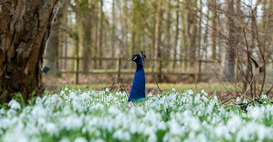 Snowdrop Weekends - Wildlife & Nature Event in Coggeshall, Coggeshall - Visit Essex