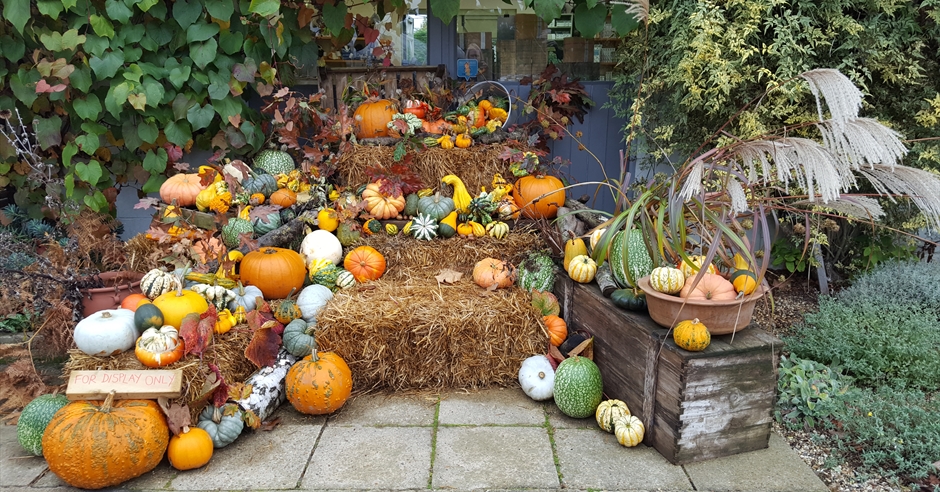 Half Term Pumpkin Trail - Children's Activity Event in Colchester ...