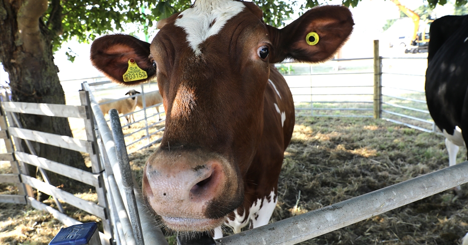 Tendring Show - Animal Event in Manningtree, Manningtree - Visit Essex