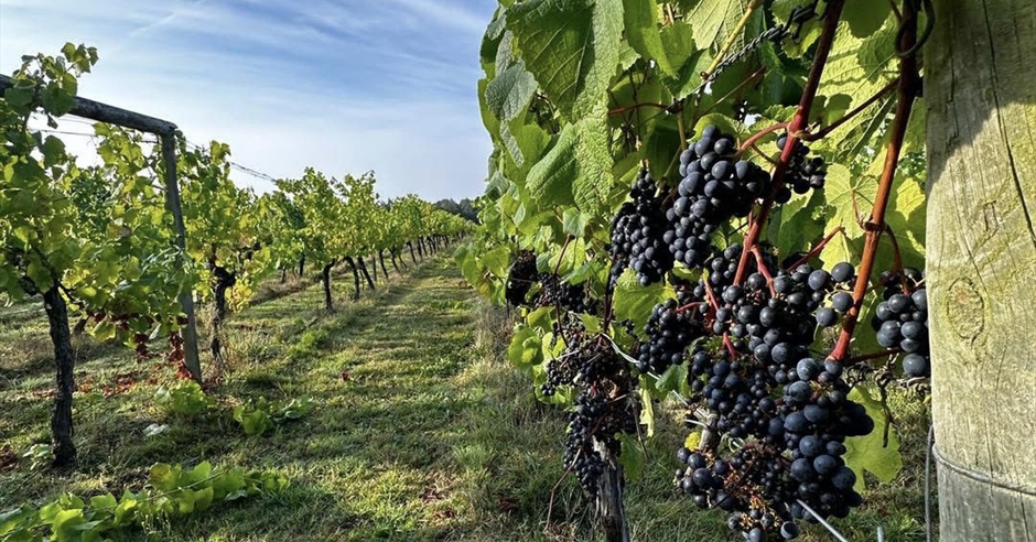 Dedham Vale Vineyard Tours and Tasting - Food and Drink Event in ...