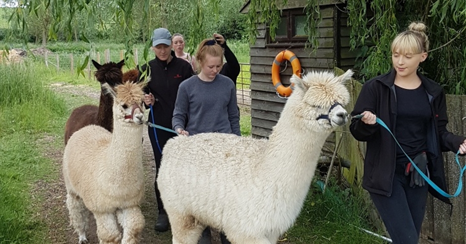 Alpaca Walking Experience (includes pygmy goats too) - Animal Event in ...