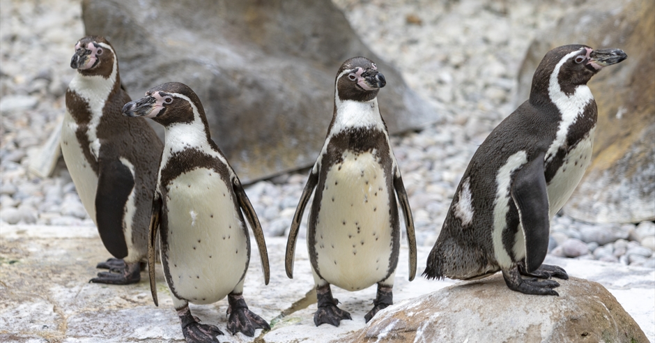 Colchester Zoo Corporate - Educational Visits in Colchester, Colchester ...
